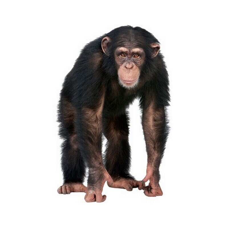 Pegatina realista de la pared del mono | Etsy