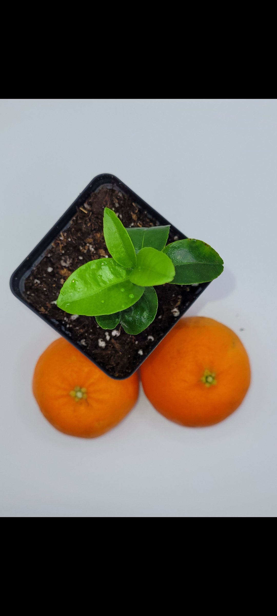 Satsuma Mandarin Orange Seedling, 3-5 Inches Tall - Etsy
