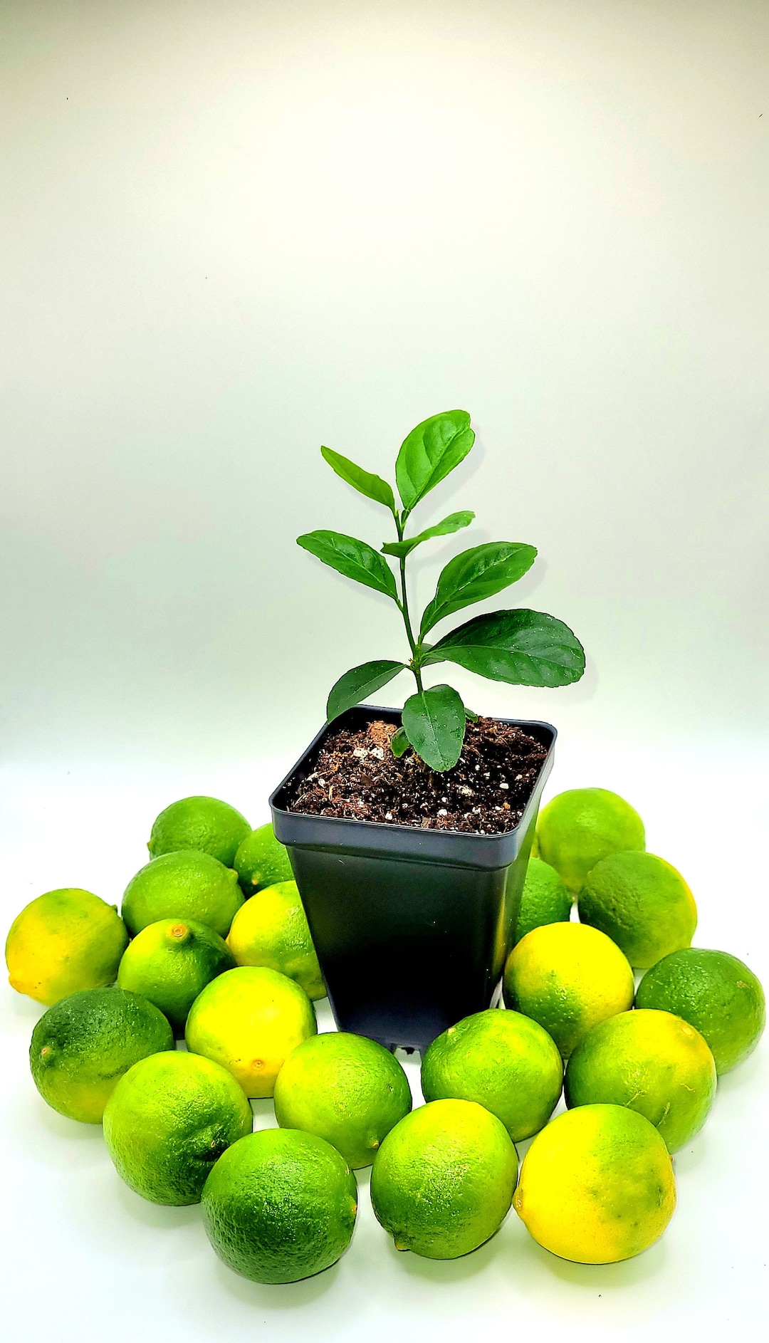 Key Lime Seedlings, 3-5 Inches Tall - Etsy