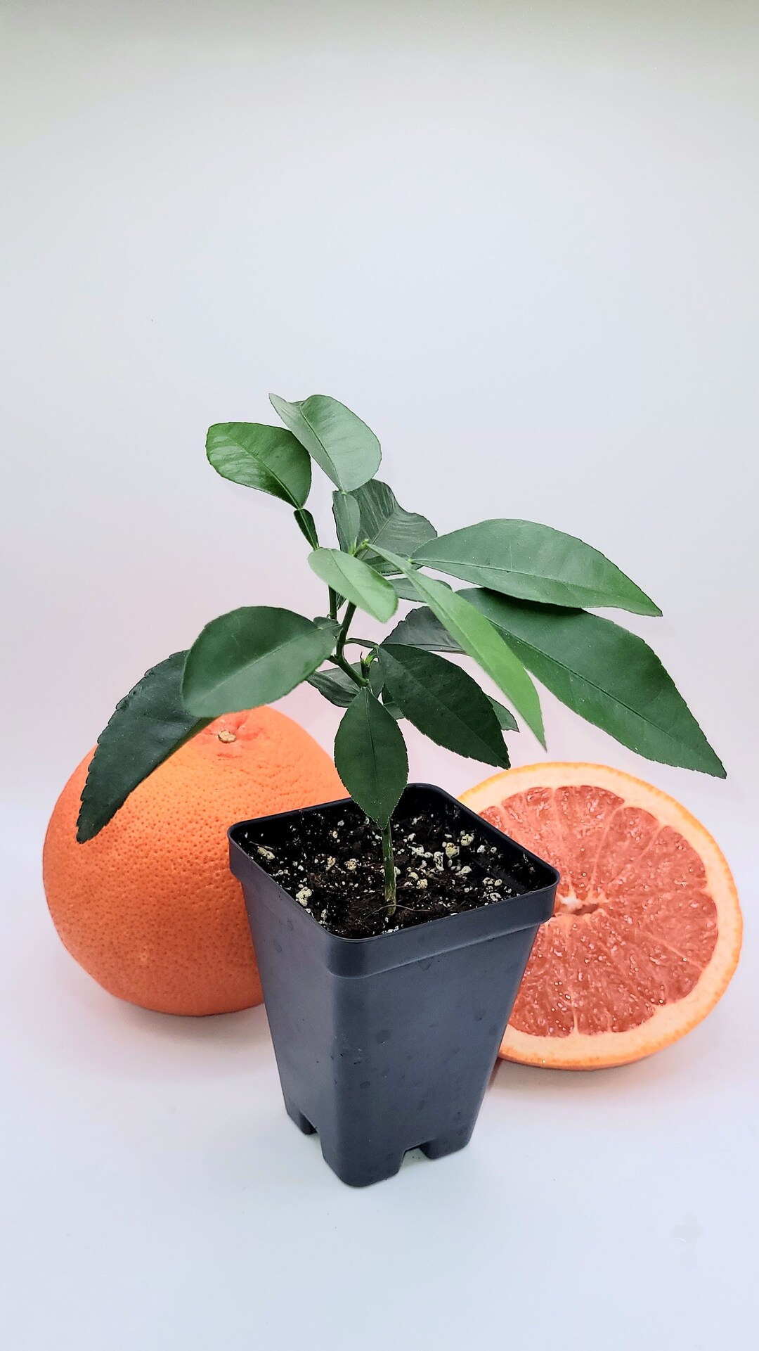 Ruby Grapefruit Tree, 3-5 Inches Tall - Etsy