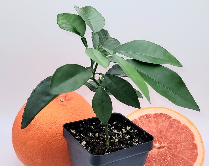 Ruby Red Grapefruit Tree - Etsy