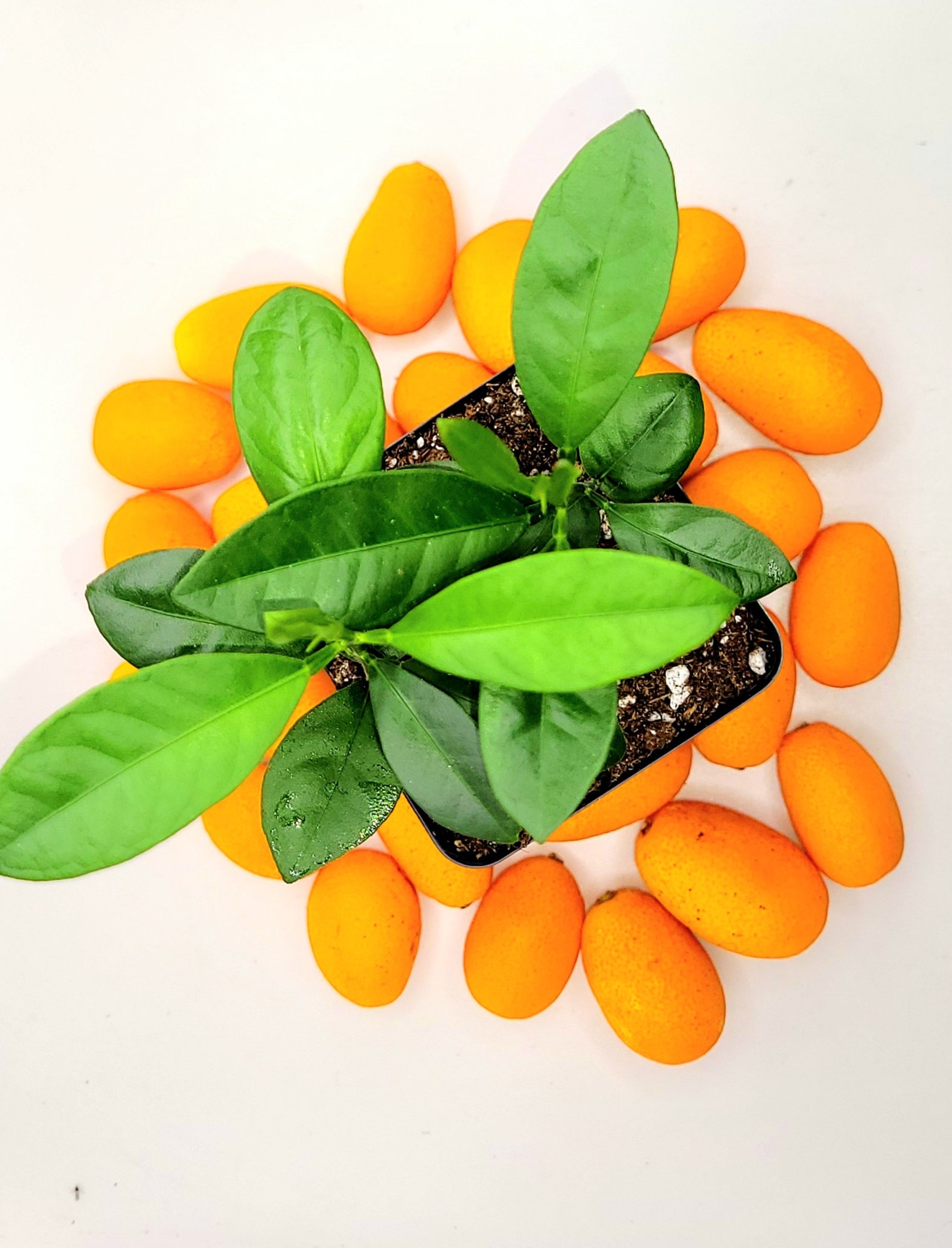 Pot of 2 Kumquat Seedlings, 3-5 Inches Tall. - Etsy