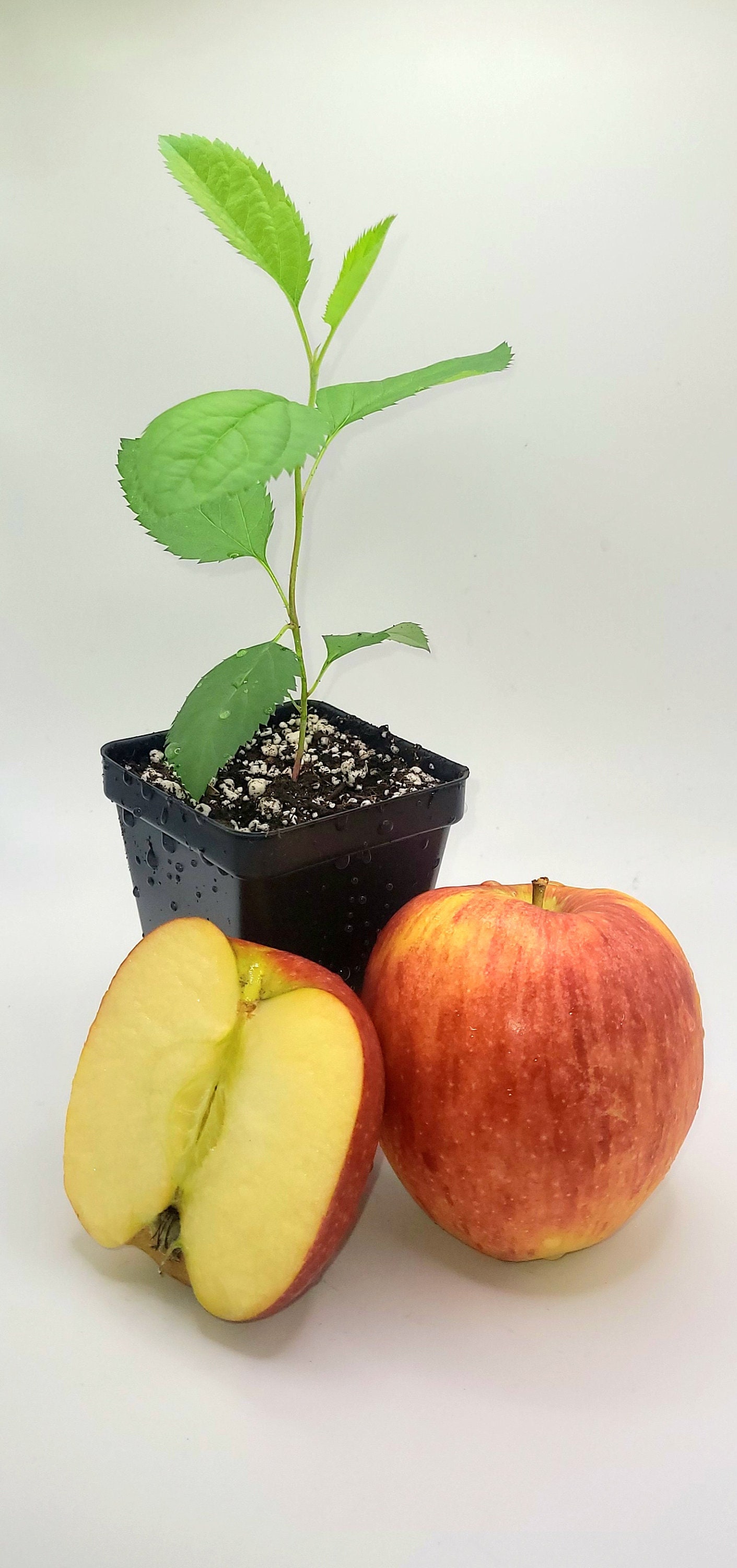 Envy Apple Tree, 6-10 Inches Tall - Etsy