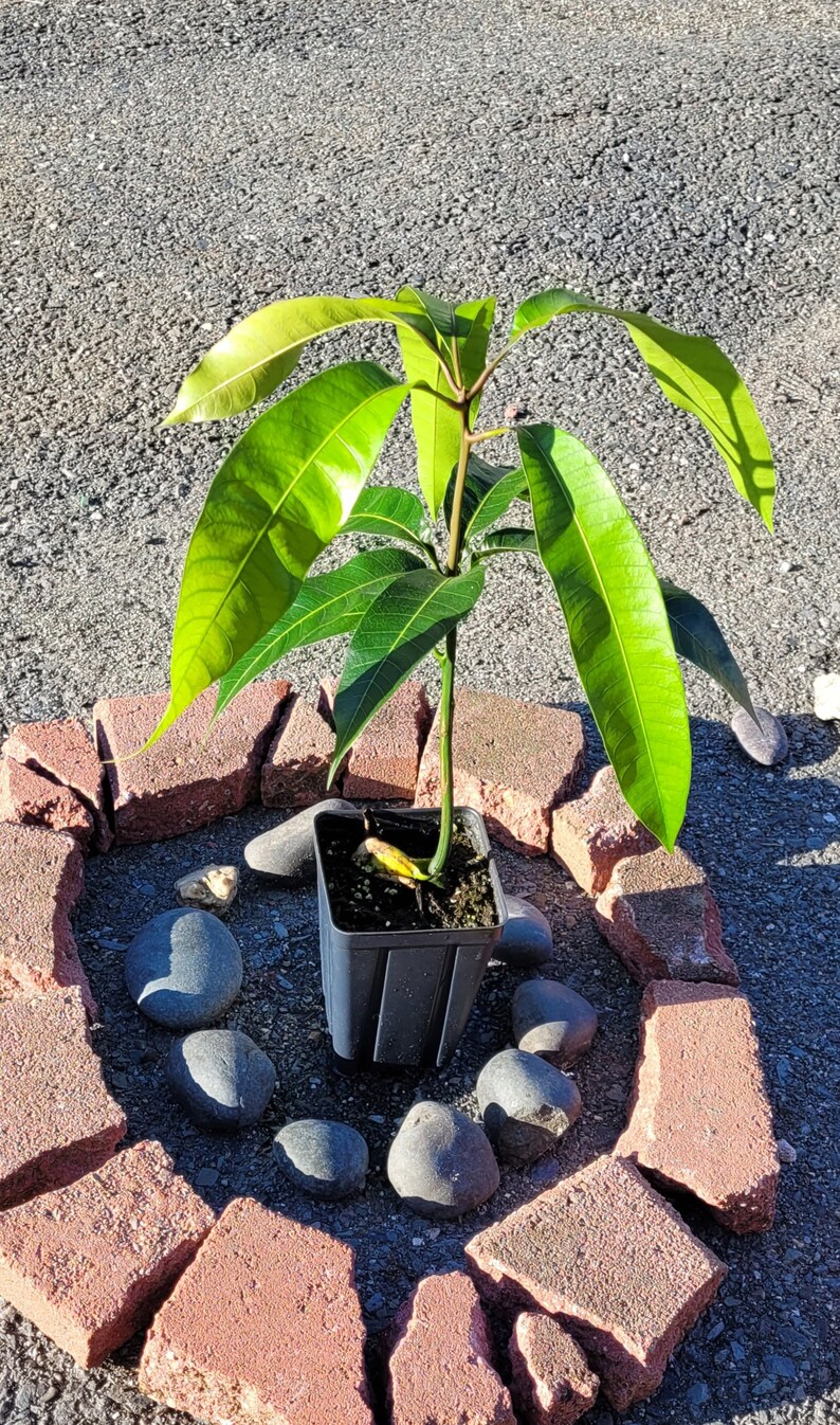Live Kent Mango Tree - Etsy