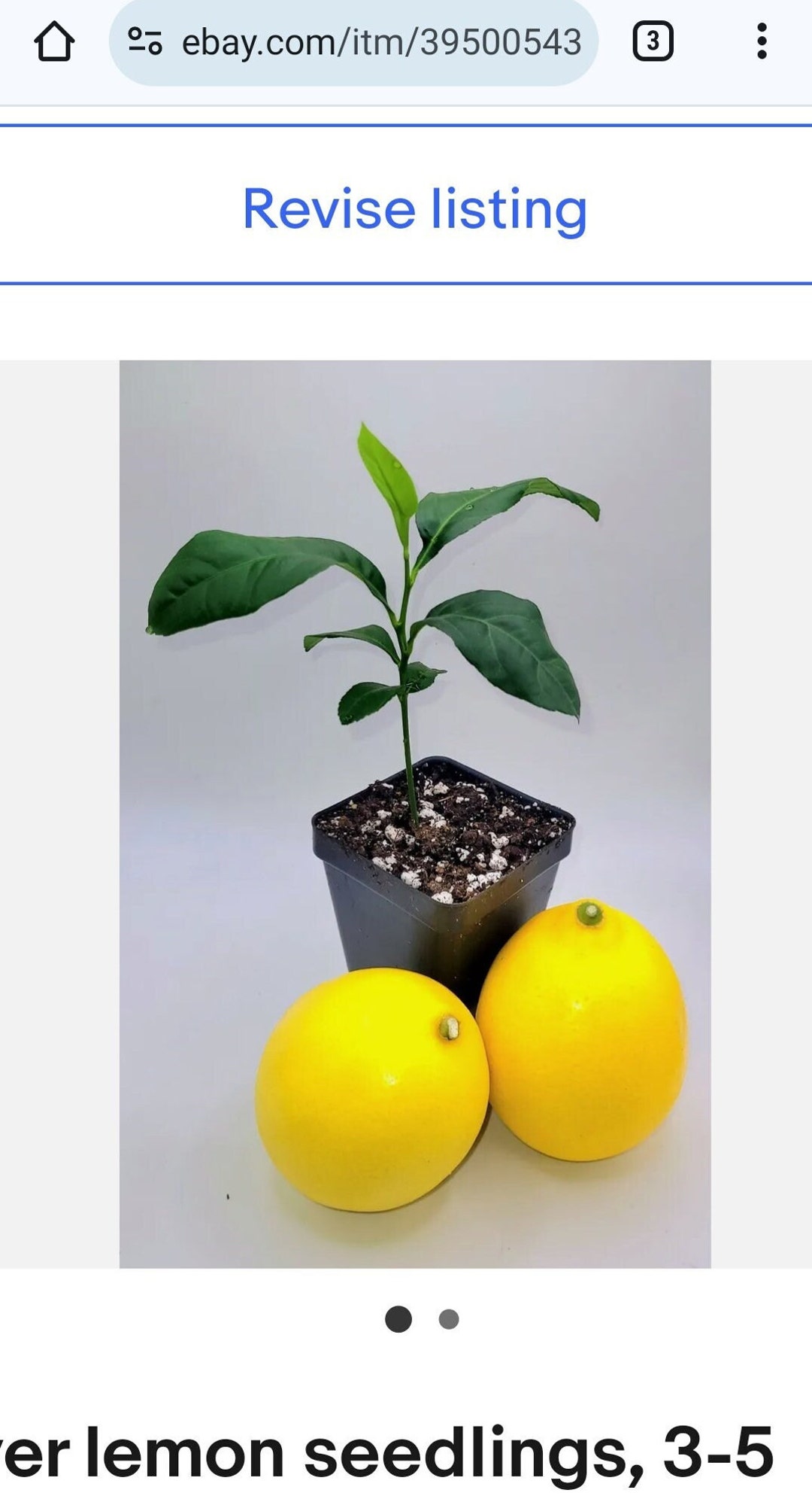 Meyer Lemon Starter Plants, 3-5 Inches Tall - Etsy