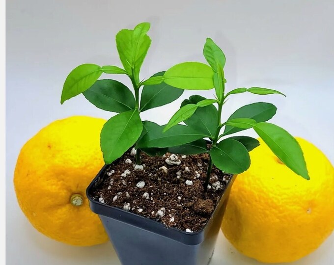 Yuzu Ichandrin Seeds - Etsy