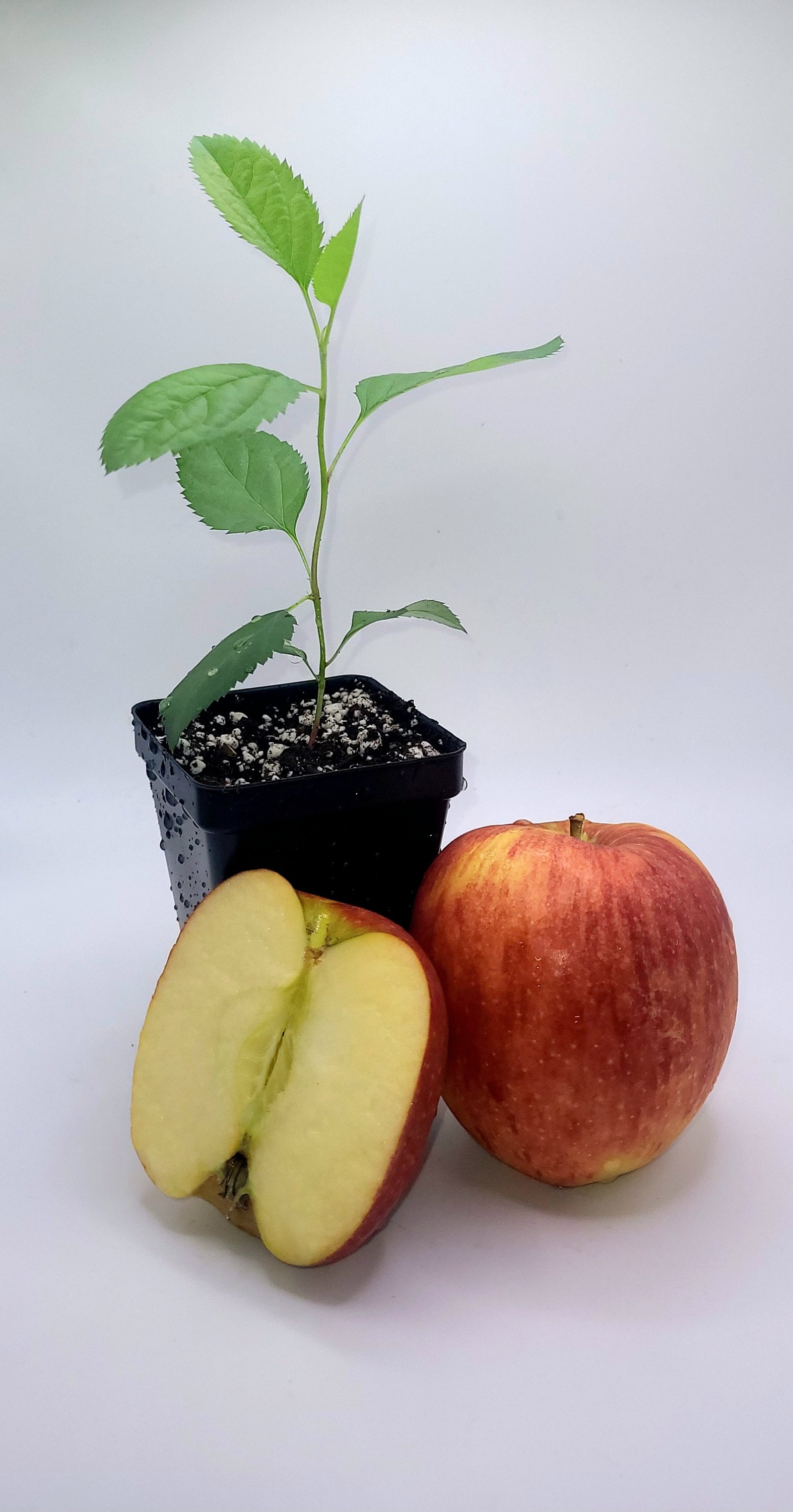 Envy Apple Tree, 6-10 Inches Tall - Etsy