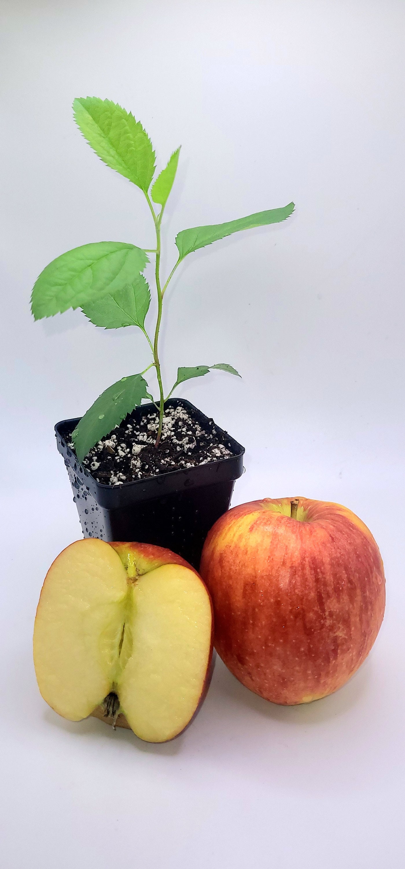 Envy Apple Tree, 6-10 Inches Tall - Etsy