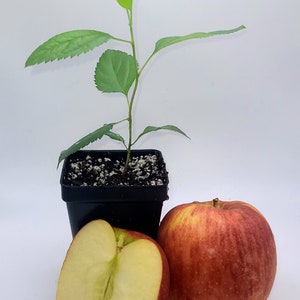 Envy Apple Tree, 6-10 Inches Tall - Etsy