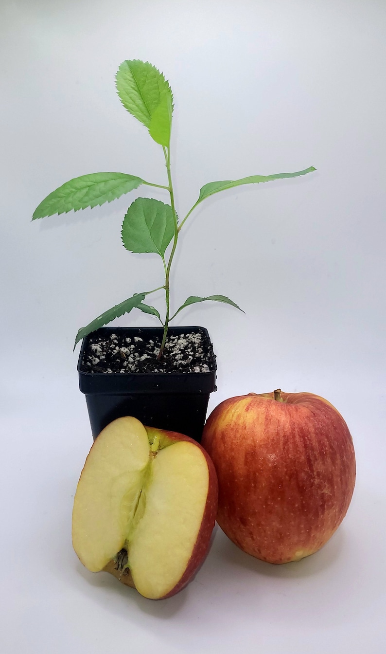 Envy Apple Tree, 6-10 Inches Tall - Etsy