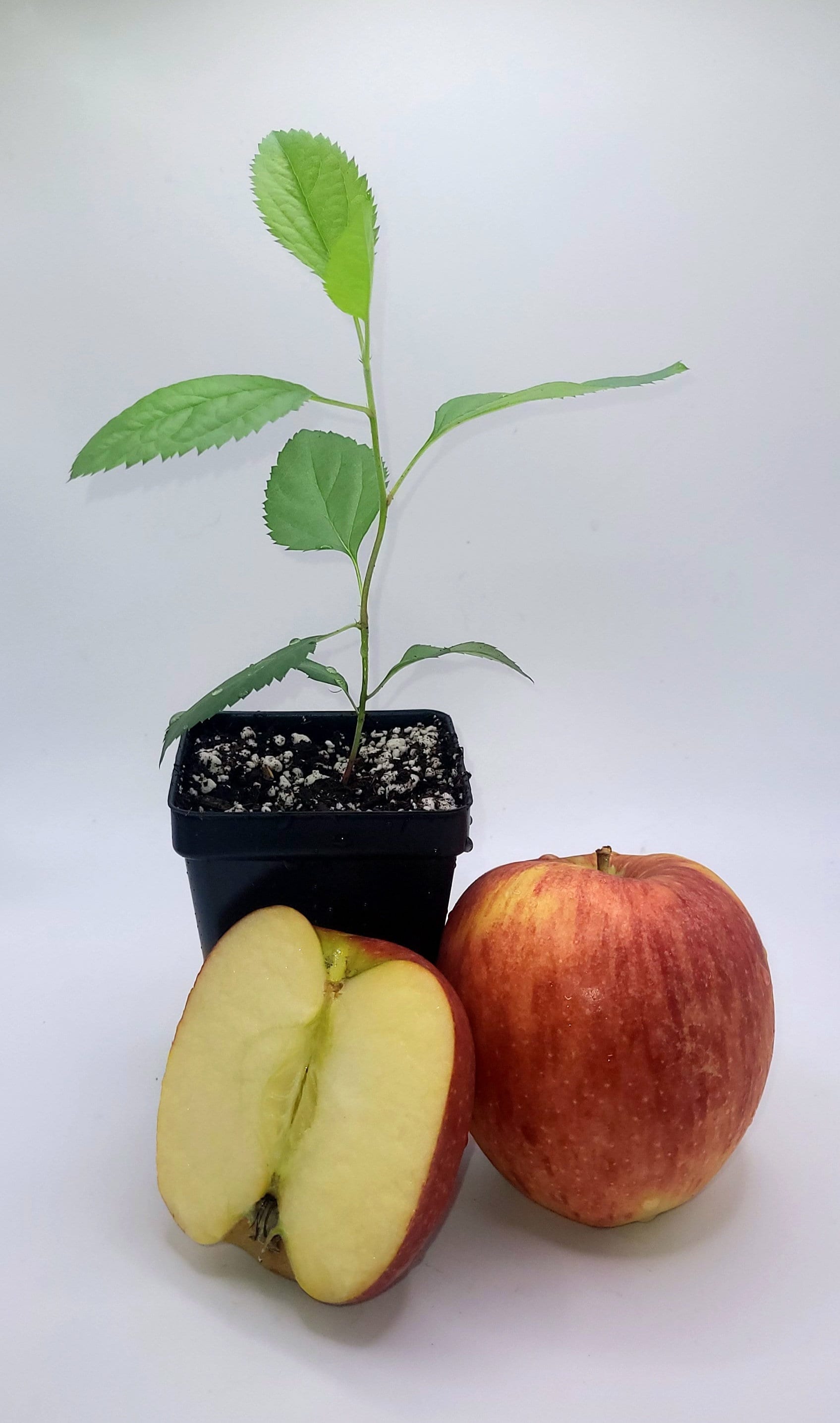 Envy Apple Tree Buy
