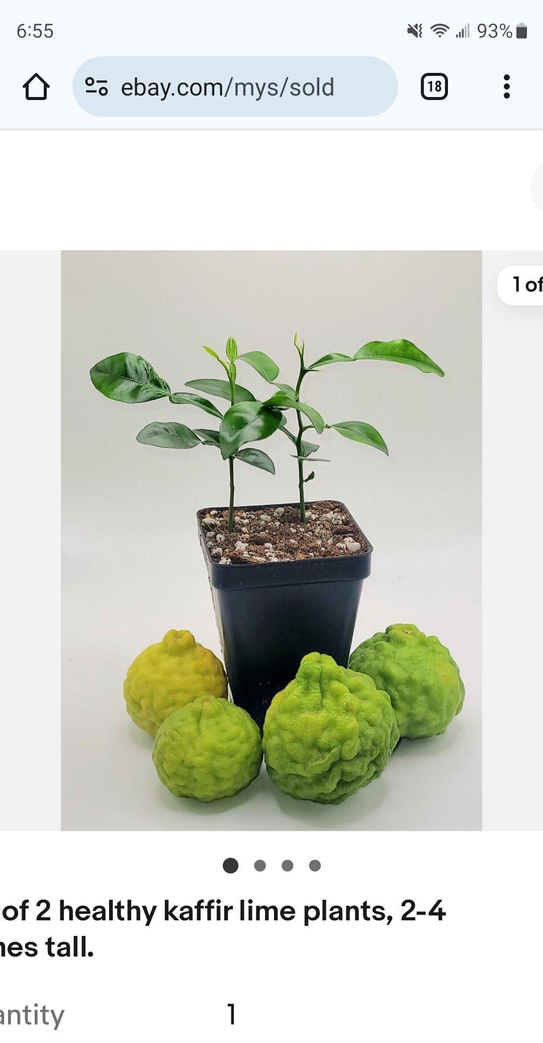 Kaffir Lime Plant, Set of 2, Healthy Live Plant (2-3 Inches) - Etsy