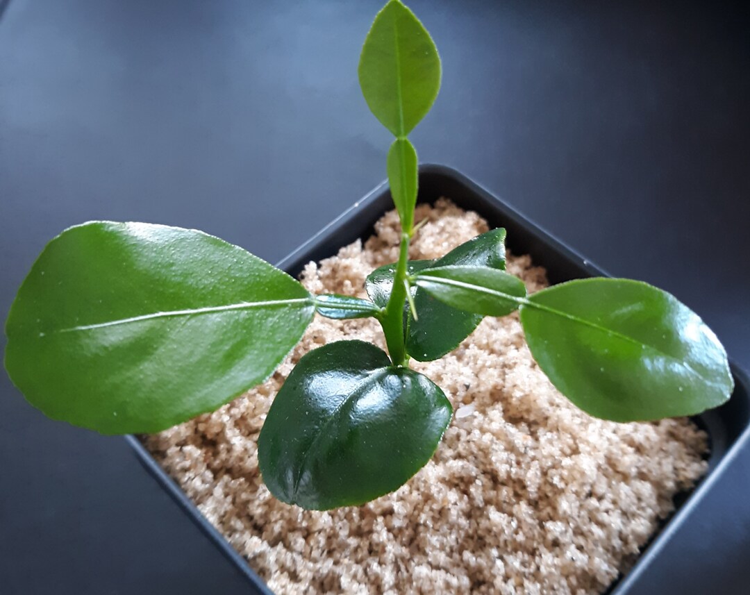 Kaffir Lime Starter Plugs, 2-3 Inches Tall. Live Plant! Thriving and ...