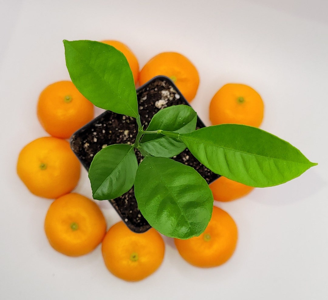 Calamondin/calamansi Seedling, 3-5 Inches Tall. - Etsy