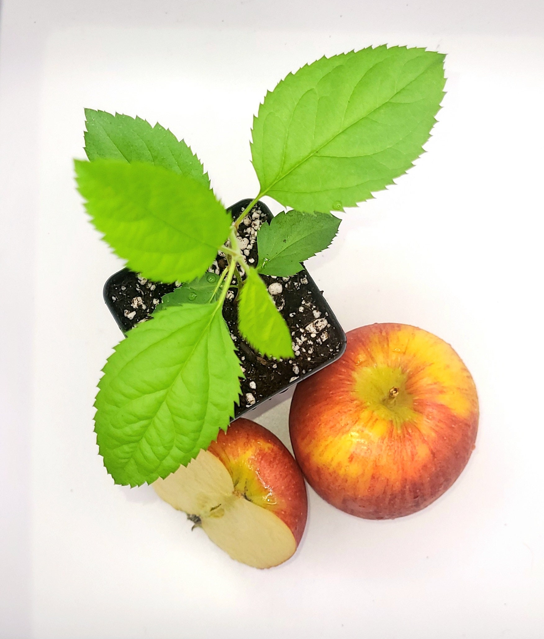 Envy Apple Tree Buy