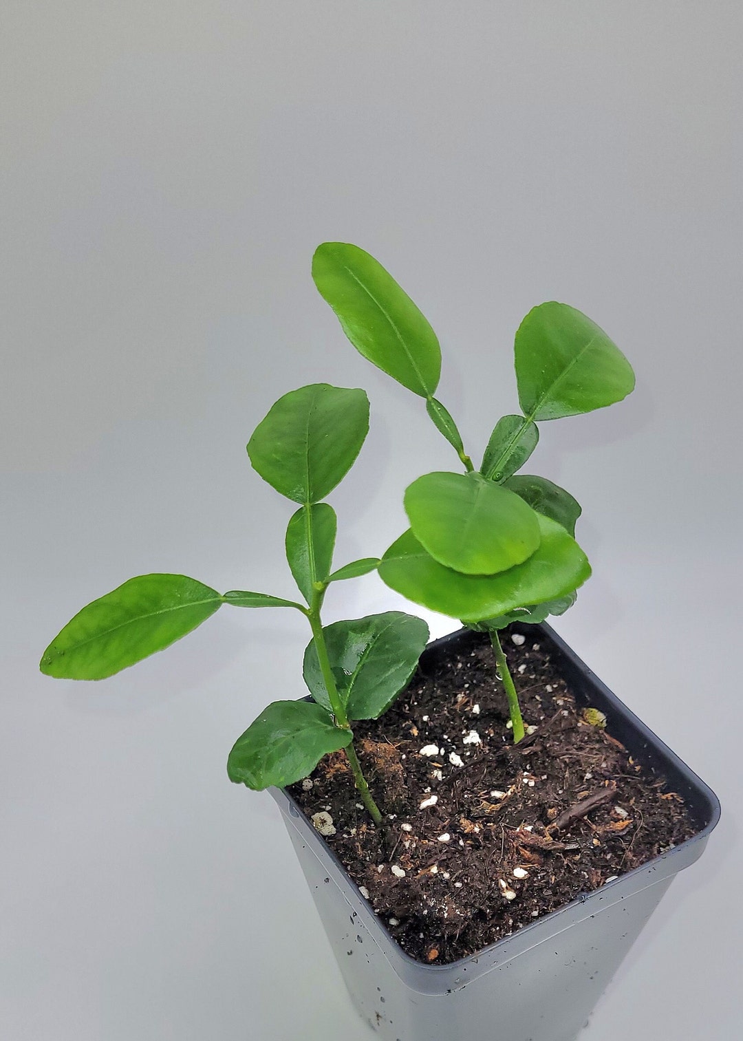 Pot of 2 Kaffir Lime Plants, 2-3 Inches Tall. Live Plant Thriving and ...