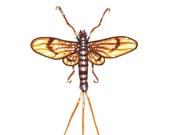 Bert's Bug Buffet - Etsy