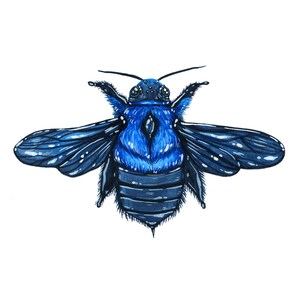 carpenter bee vector