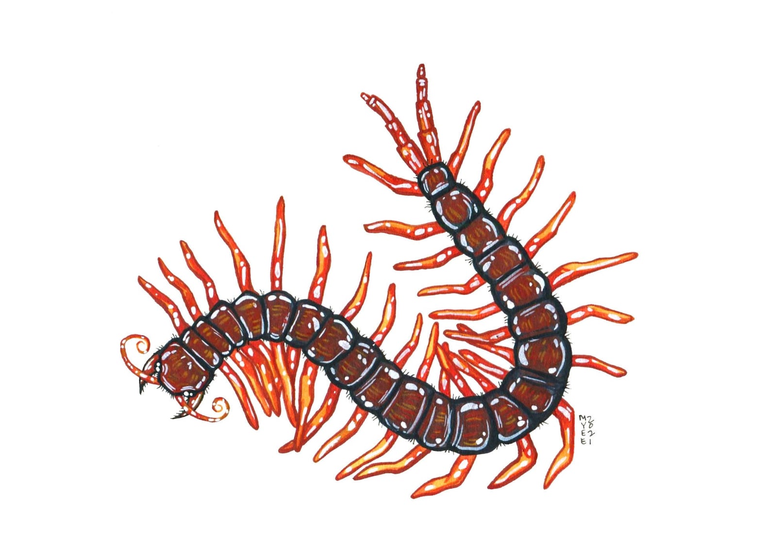 Texas Redheaded Giant Centipede, Original Watercolor Painting - Etsy