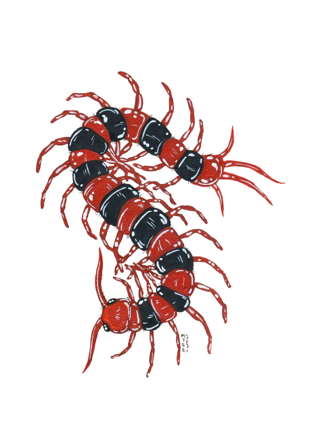 Indian Tiger Giant Centipede, Original Watercolor Painting - Etsy