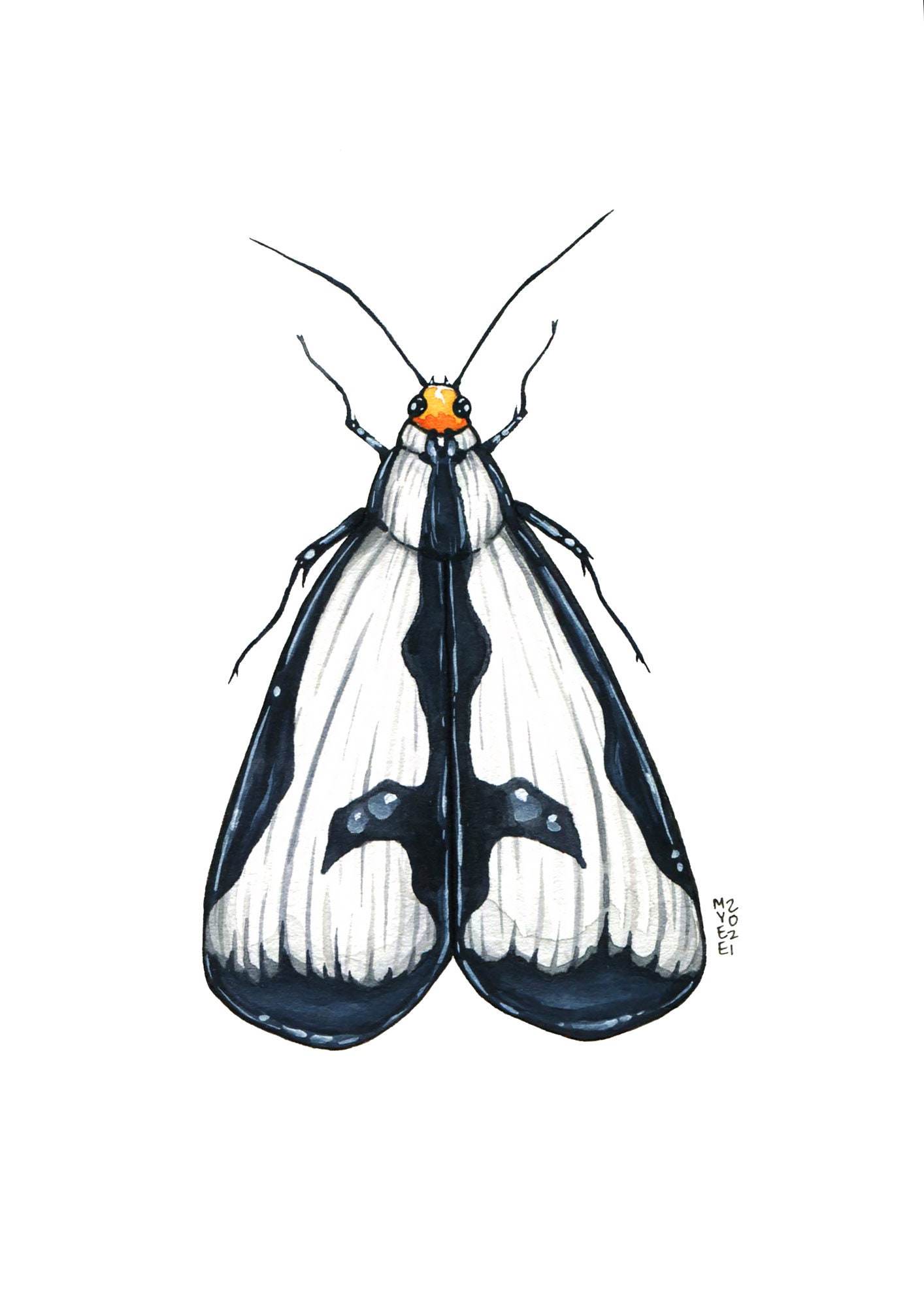 Clymene Moth, Original Watercolor Painting - Etsy