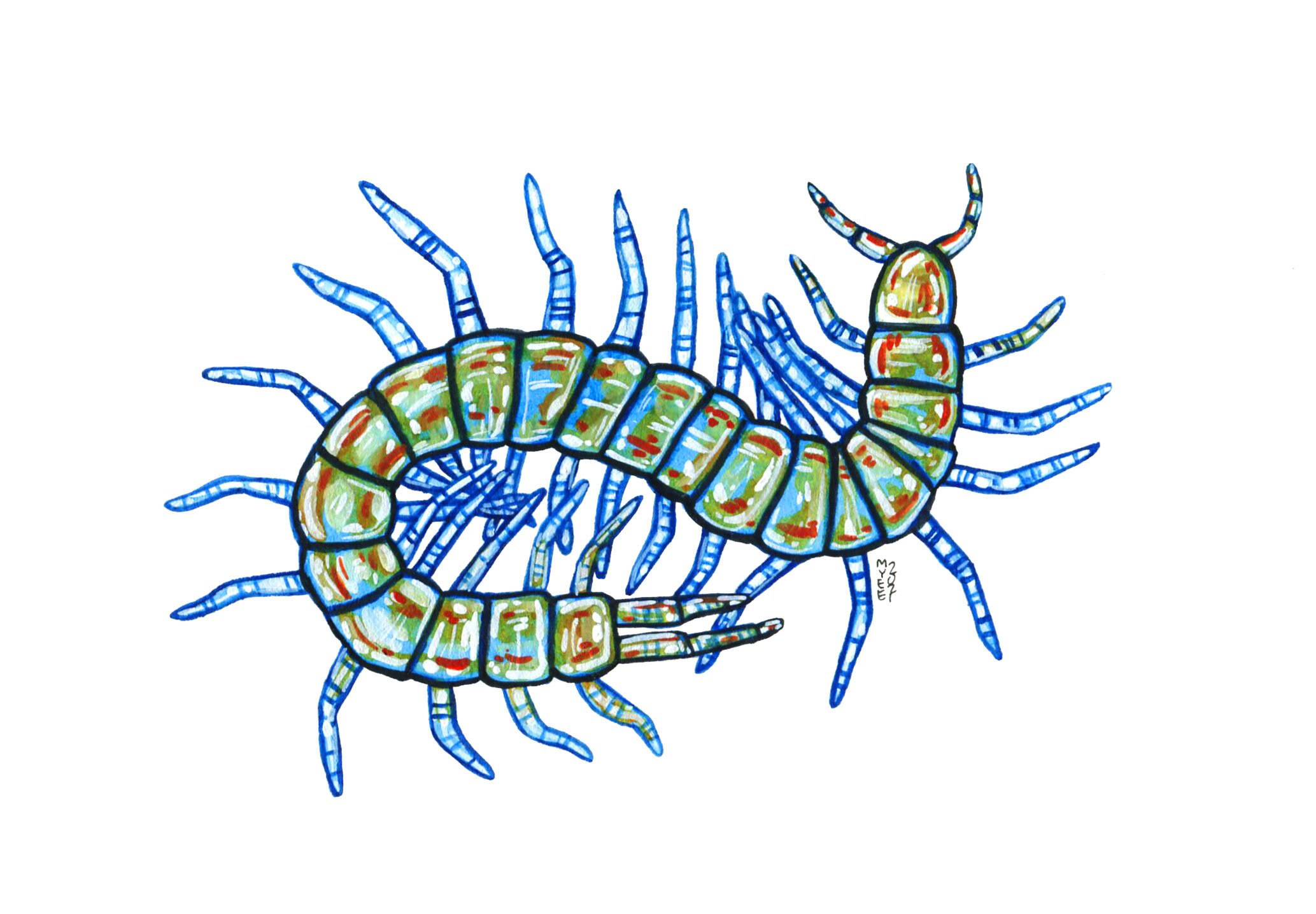 Blue Tiger Centipede, Original Watercolor Painting - Etsy