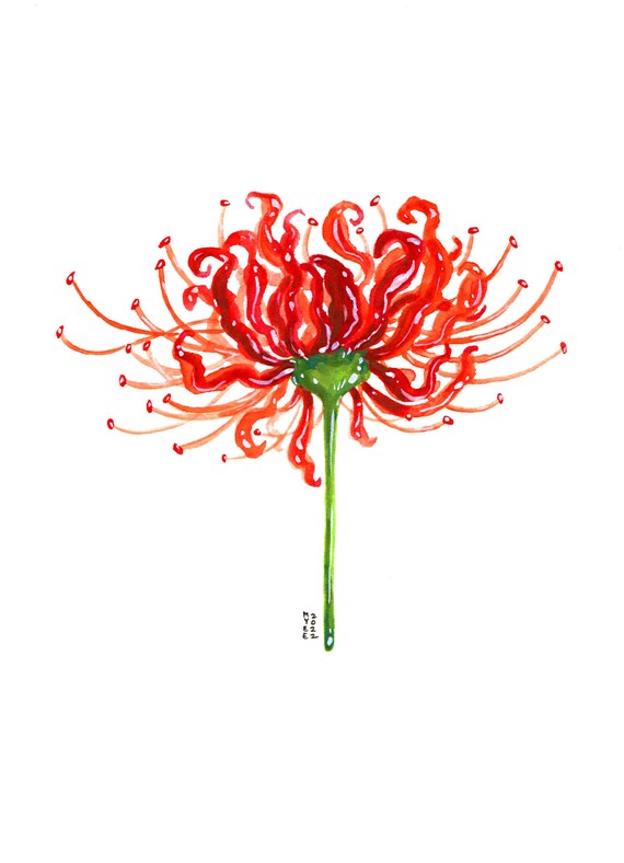 Spider Lily Original Watercolor Painting - Etsy