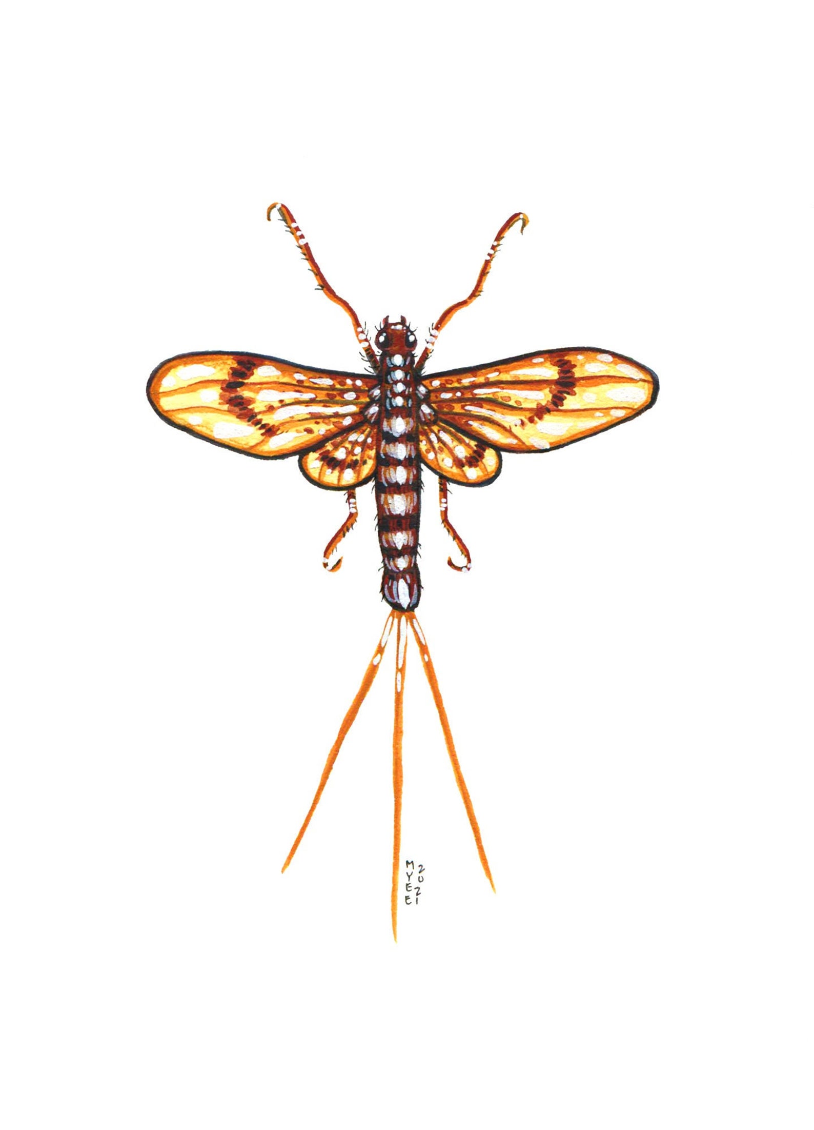 Mayfly Original Watercolor Painting - Etsy UK