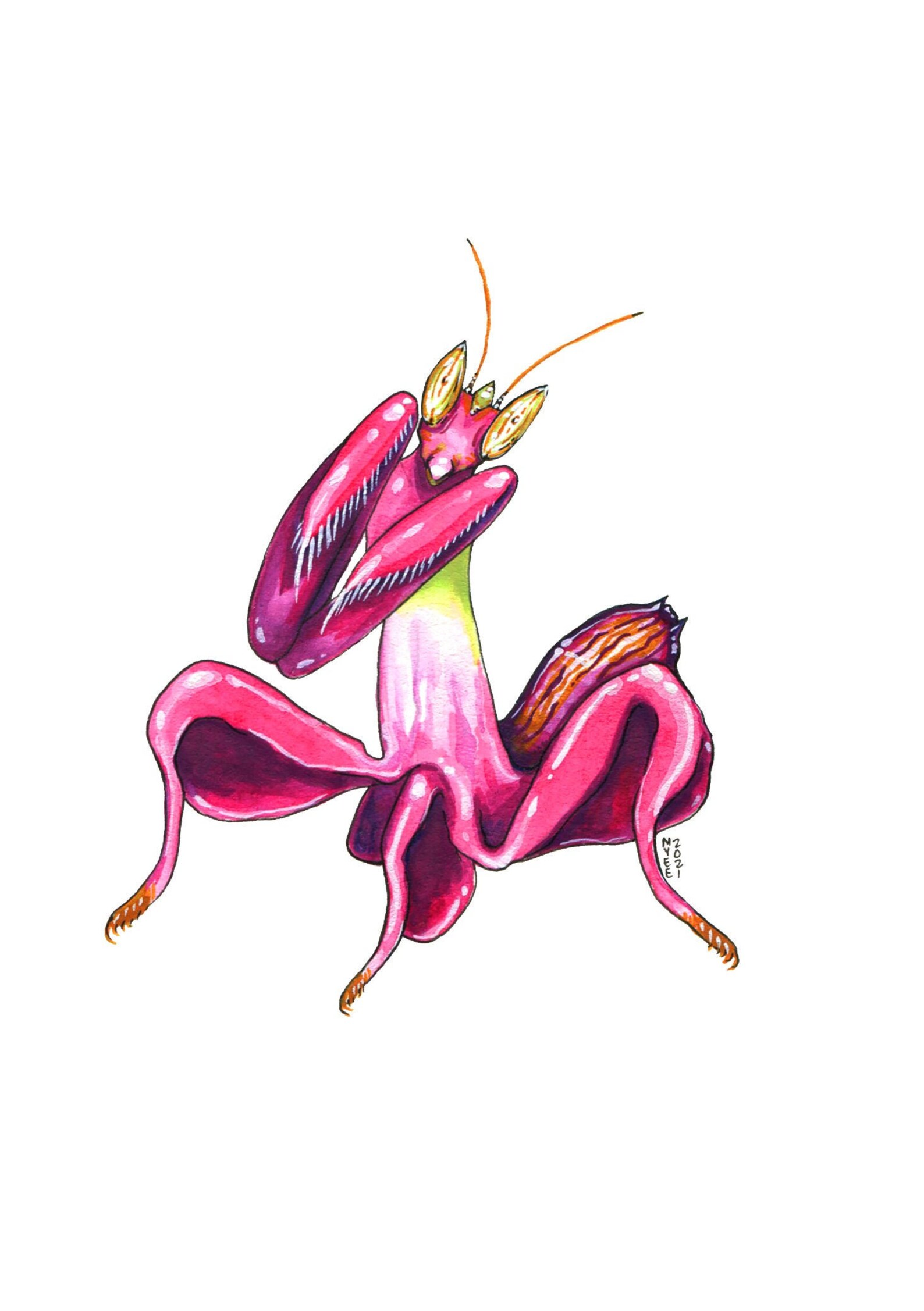 Orchid Mantis, Original Watercolor Painting - Etsy