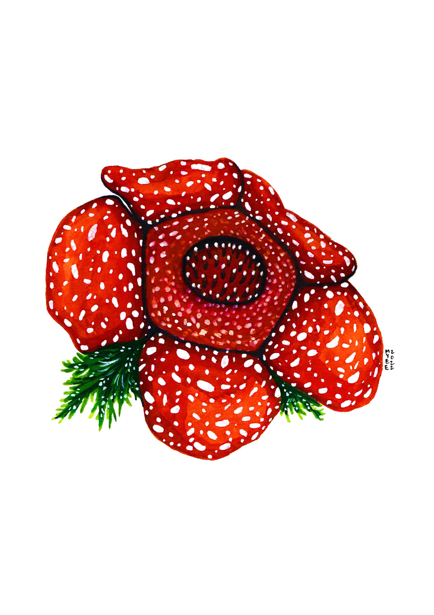 Rafflesia Arnoldi, Original Watercolor Painting - Etsy