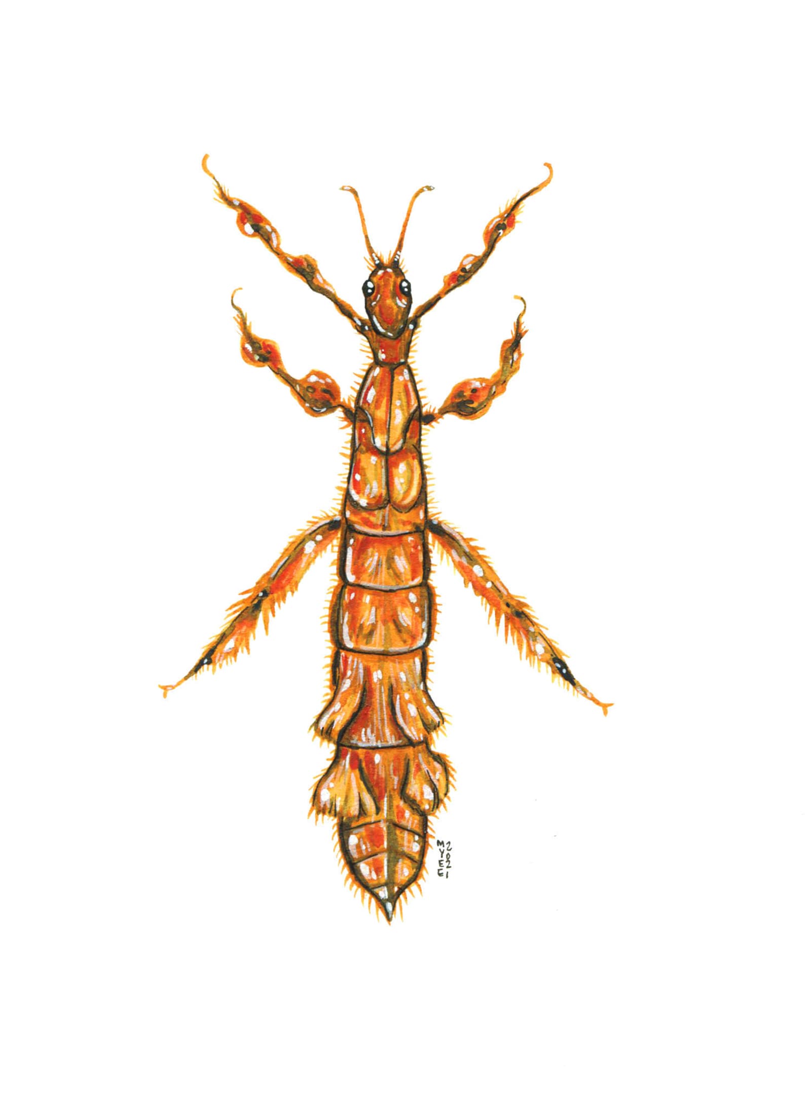 Spiny Leaf Insect, Original Watercolor Painting - Etsy UK