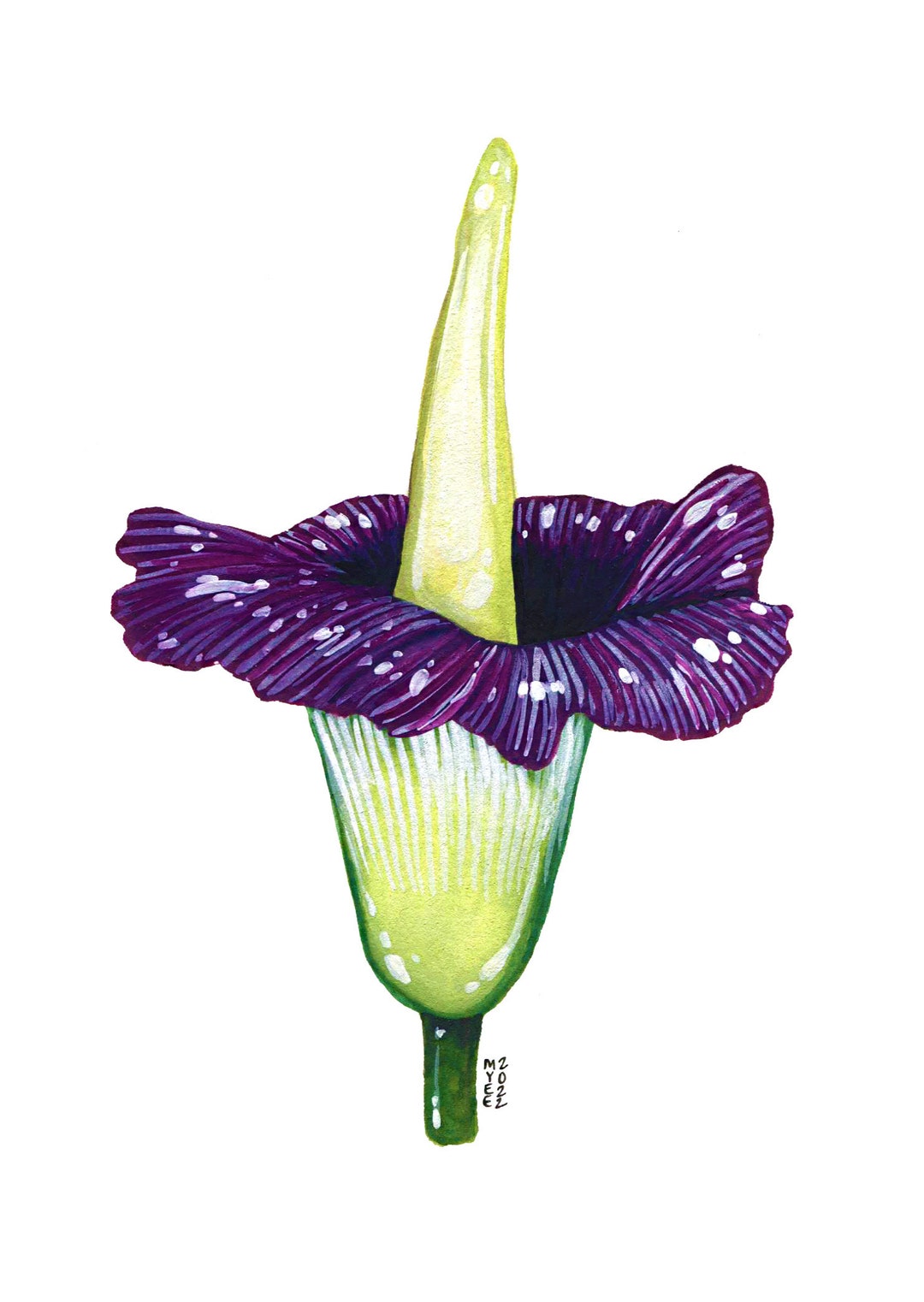 Titan Arum, Original Watercolor Painting - Etsy