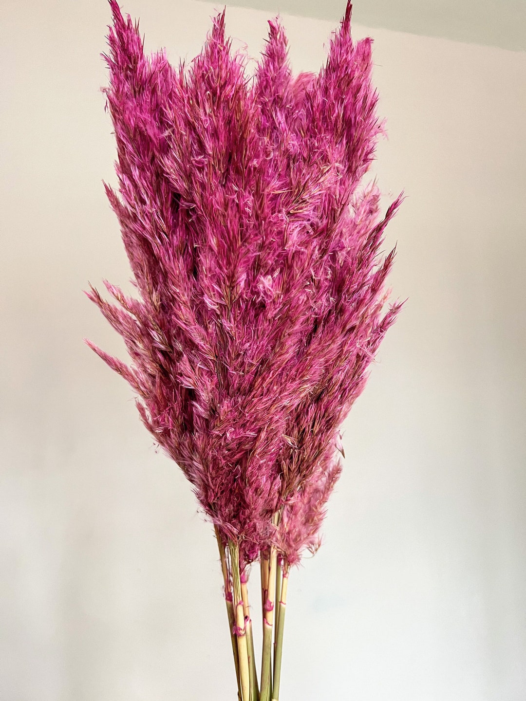 Dried Mini Pink Pampa Mini Pampa Grass Pink Foliage - Etsy UK