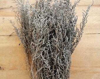 Preserved Pink Fern Fern Pink Flowers - Etsy