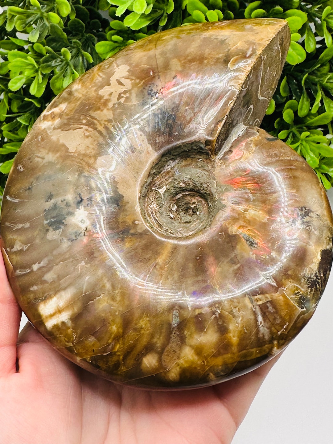 Large Opalized Ammonite Fossil 567 Grams & 5.2 Long - Etsy