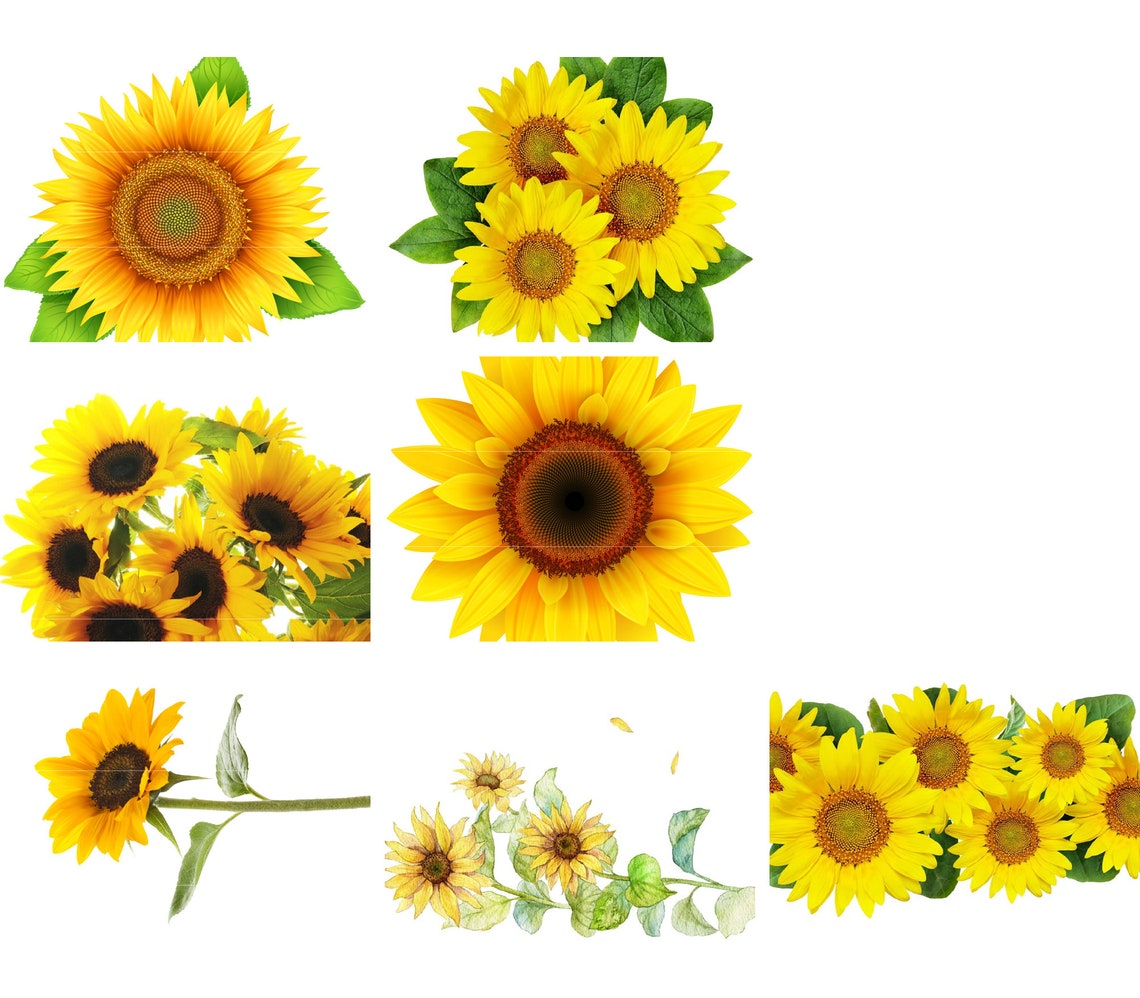 35 Sunflower Clipart Colorful Sunflower Clipart Sunflower - Etsy