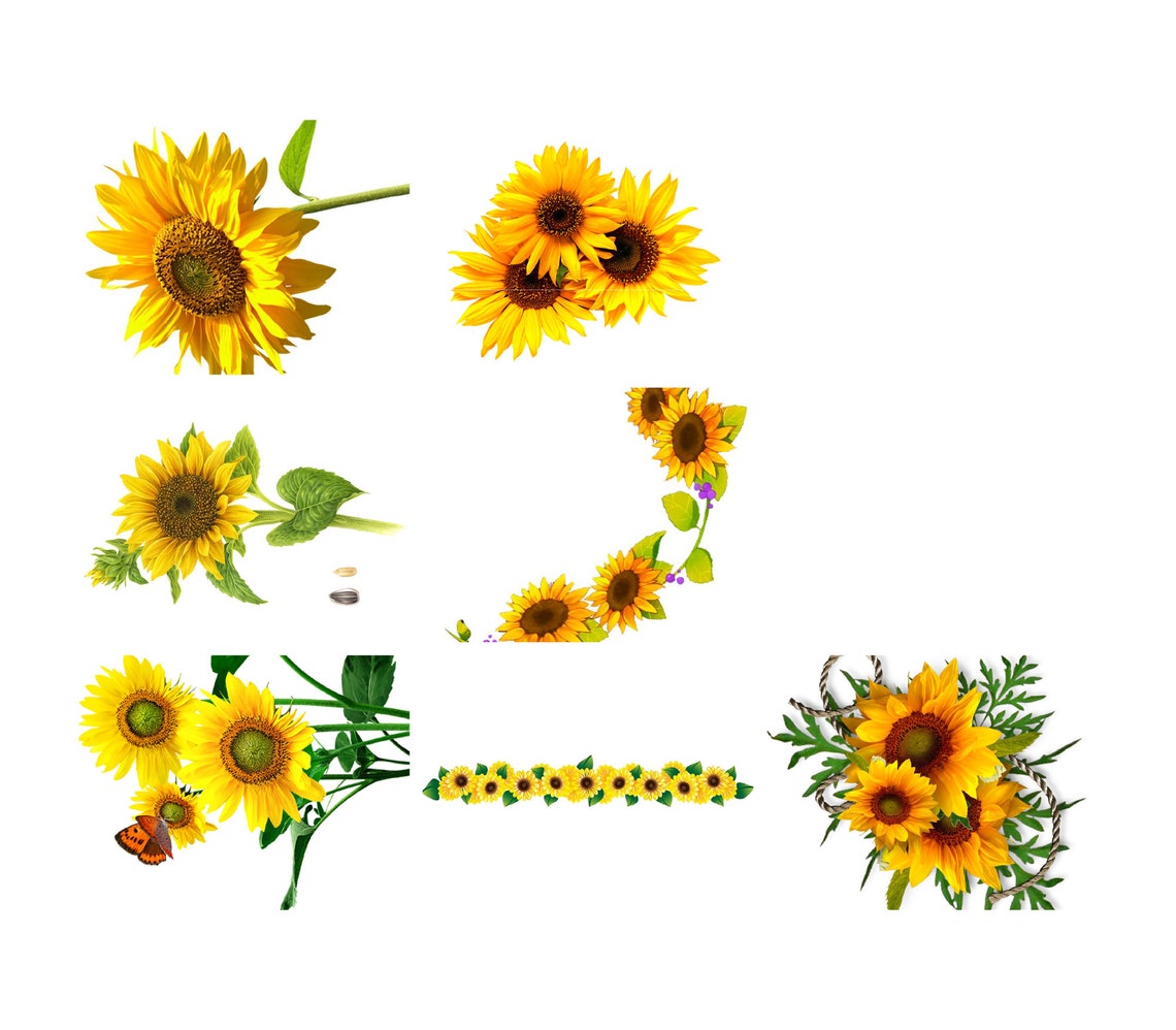 35 Sunflower Clipart Colorful Sunflower Clipart Sunflower - Etsy