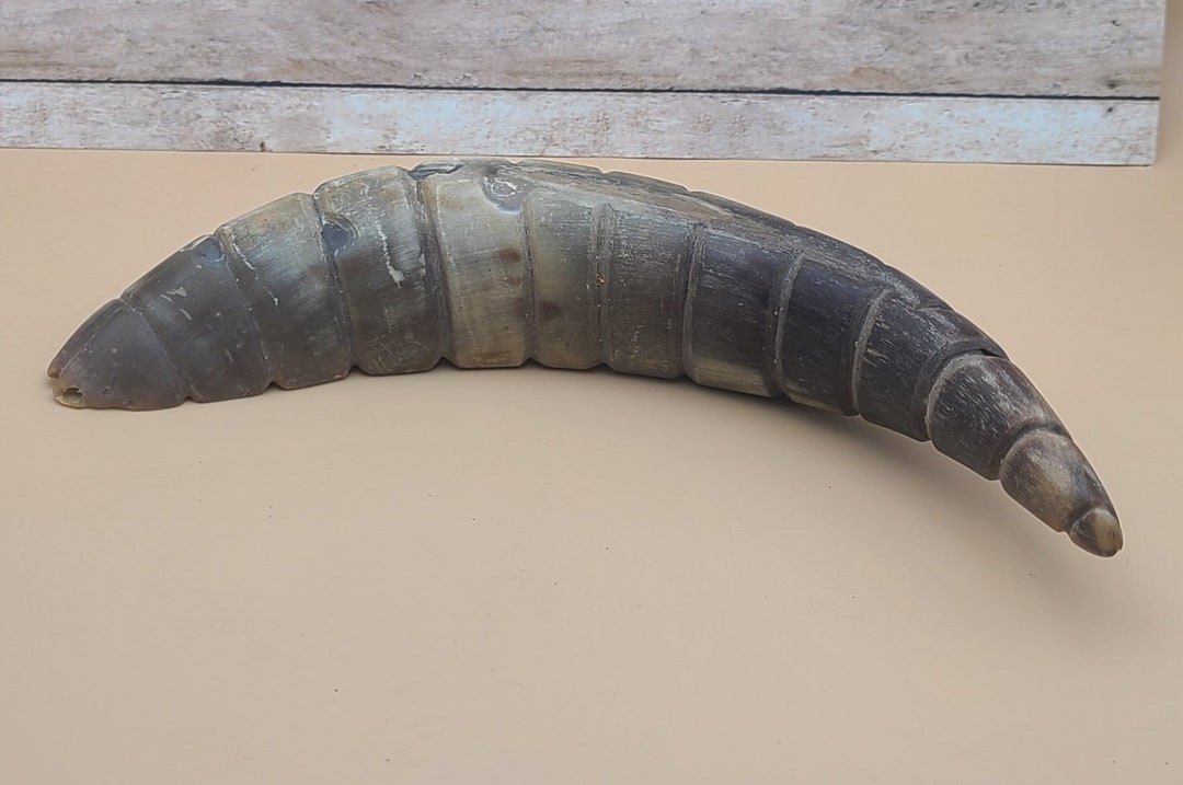 Hand Carved Animal Horn - Etsy