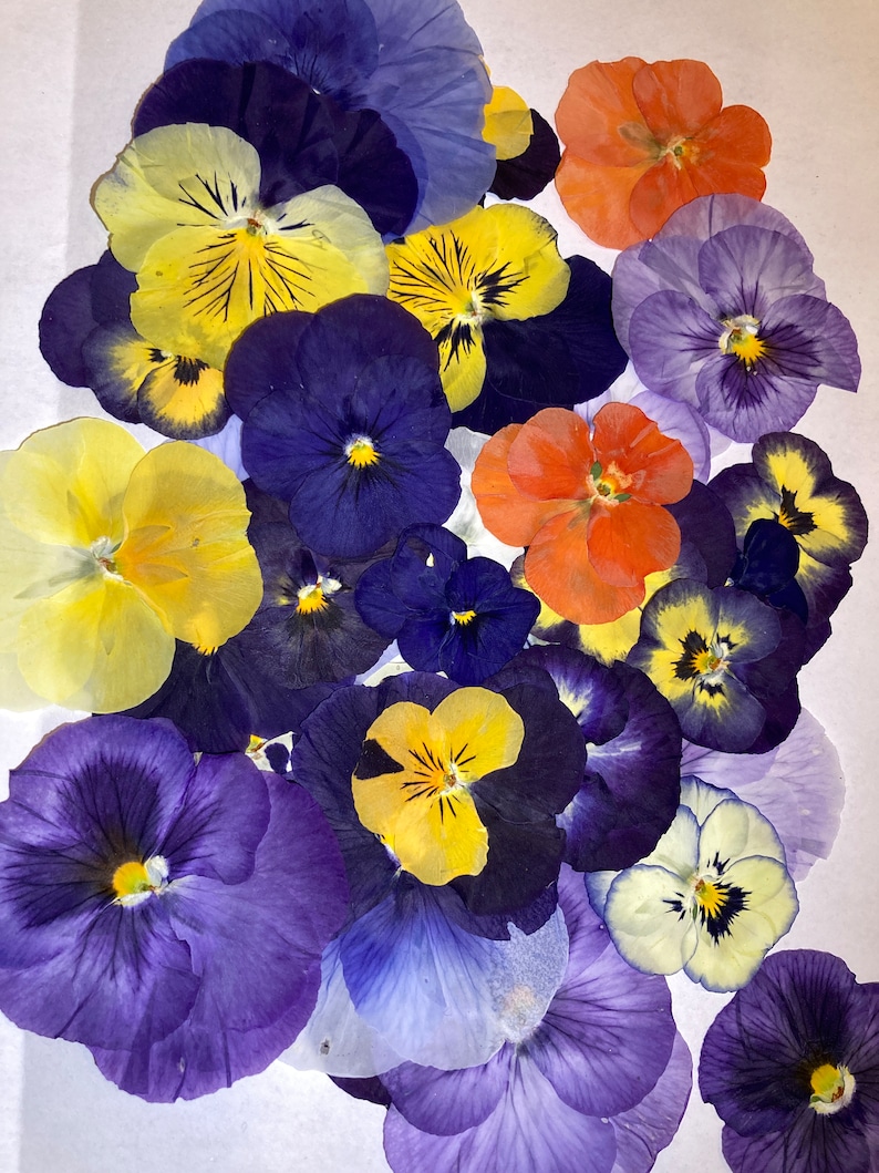 Pressed Dry Flowers /10 Count Mix Pansy Flowers/ - Etsy