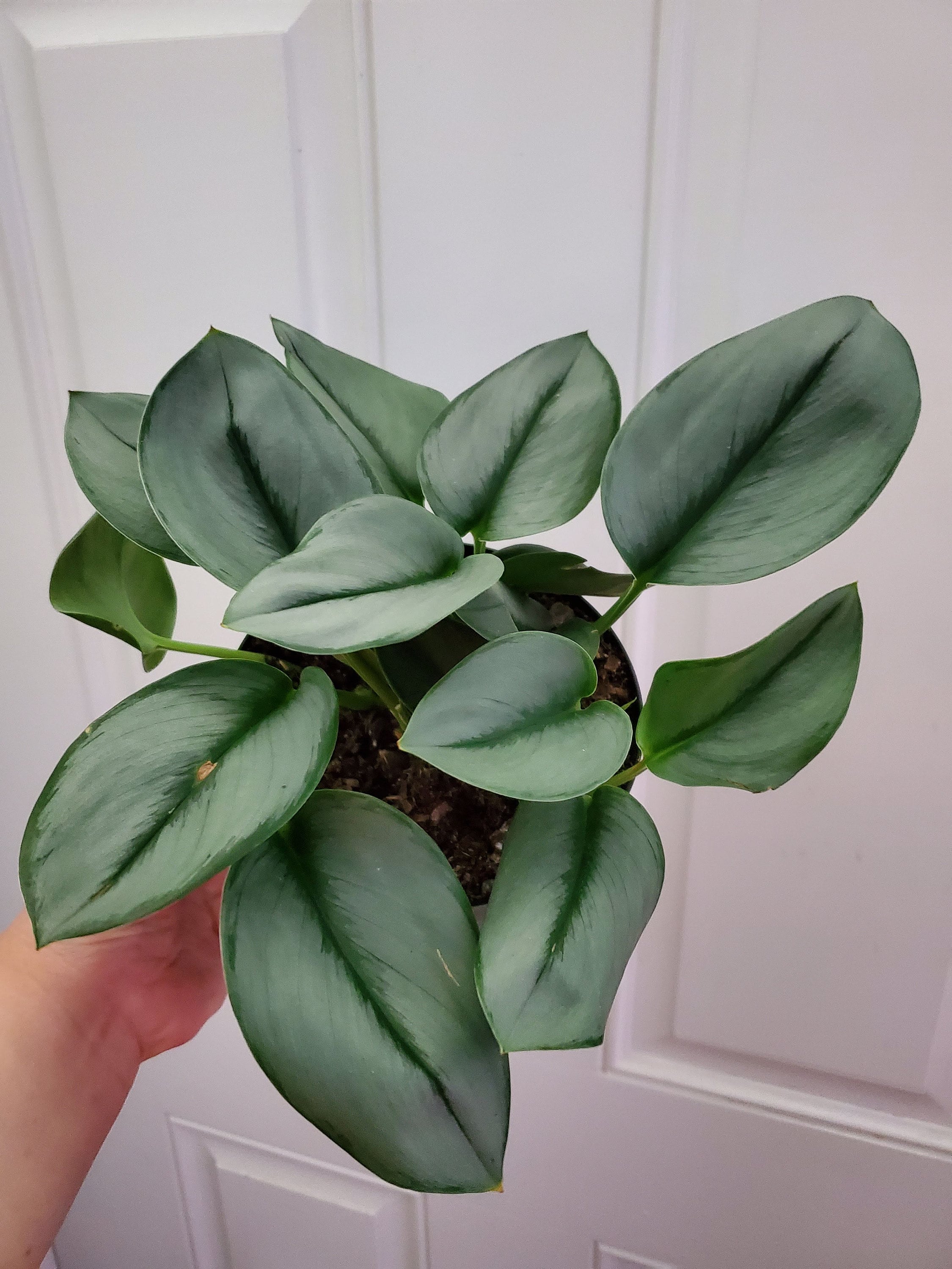 Philodendron/monstera/scindapsus/rhaphidophora Tetrasperma - Etsy