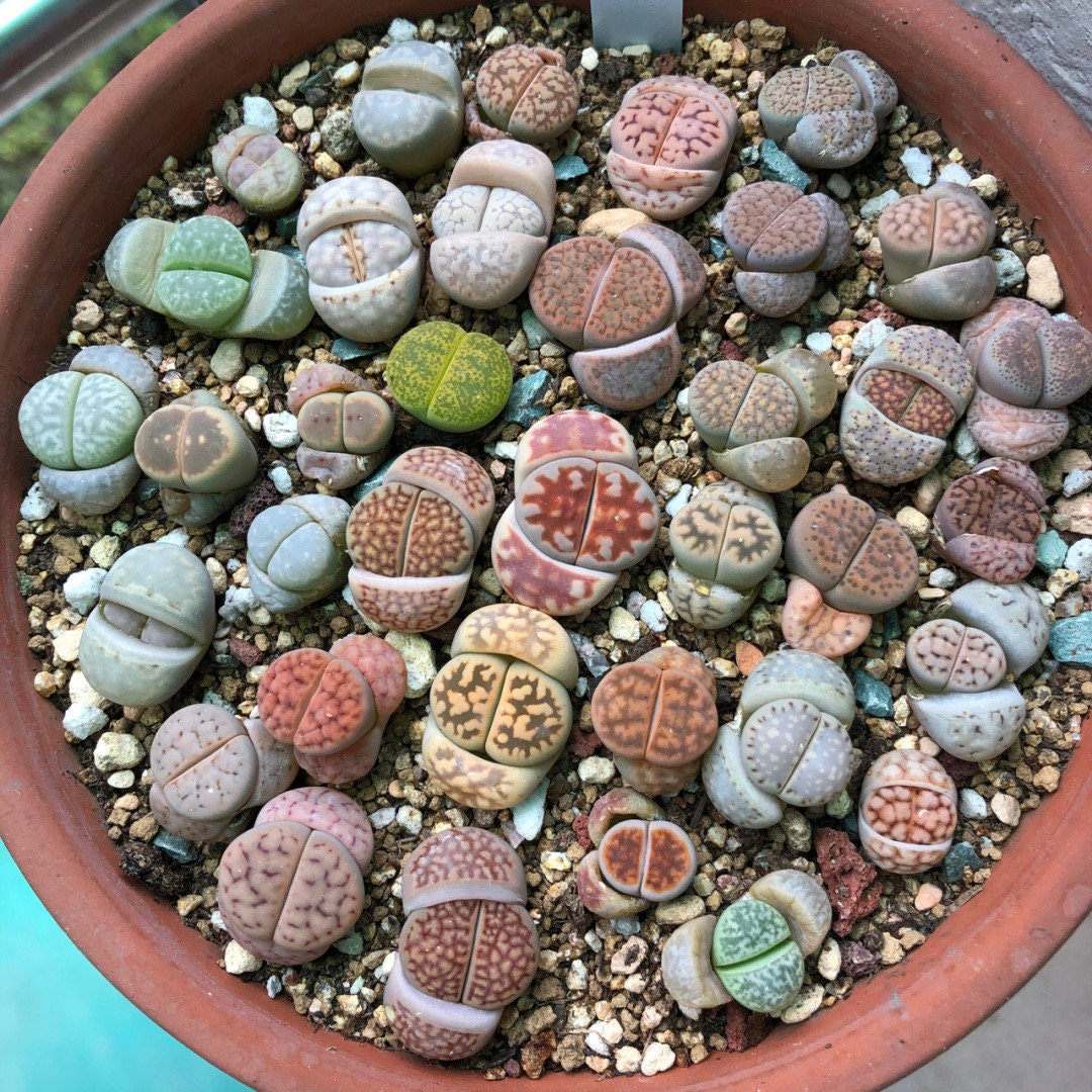 Lithops Seed Colorful Mix 20/100 Seeds Rare Succulent Seeds Living ...