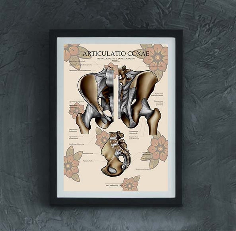 ANATOMY Poster Digital Pelvis, Medicine, Skeleton, Human Body Art ...