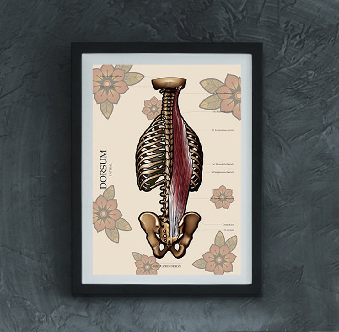 ANATOMY Poster Digital Pelvis, Medicine, Skeleton, Human Body Art ...