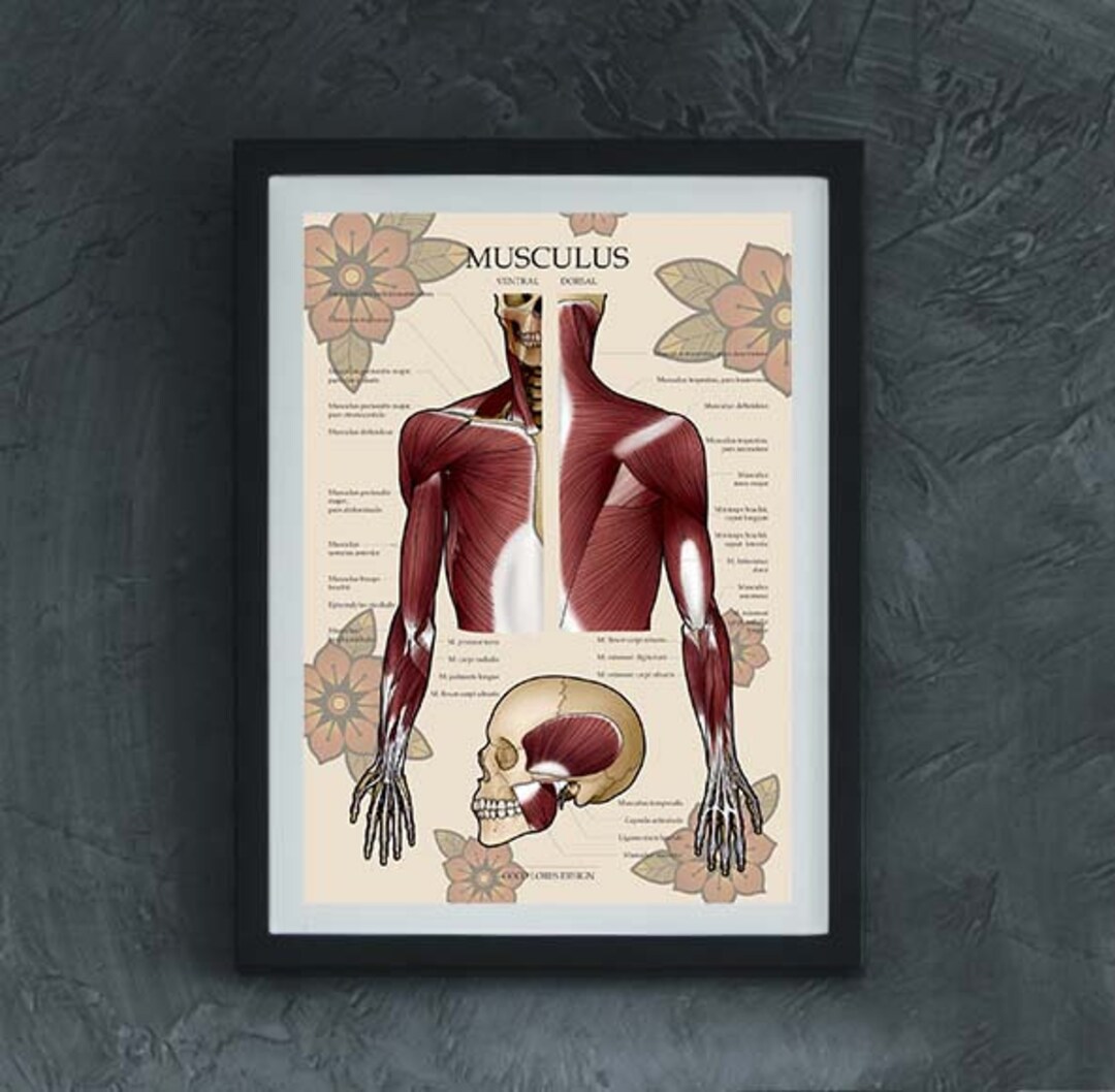 ANATOMY Poster Digital Pelvis, Medicine, Skeleton, Human Body Art ...