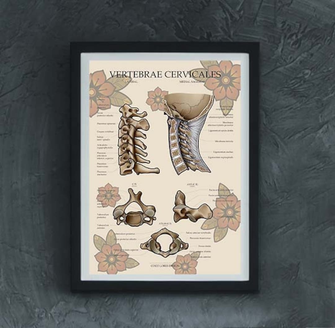 ANATOMY Poster Digital, Medicine, Skeleton, Human Body Art ...