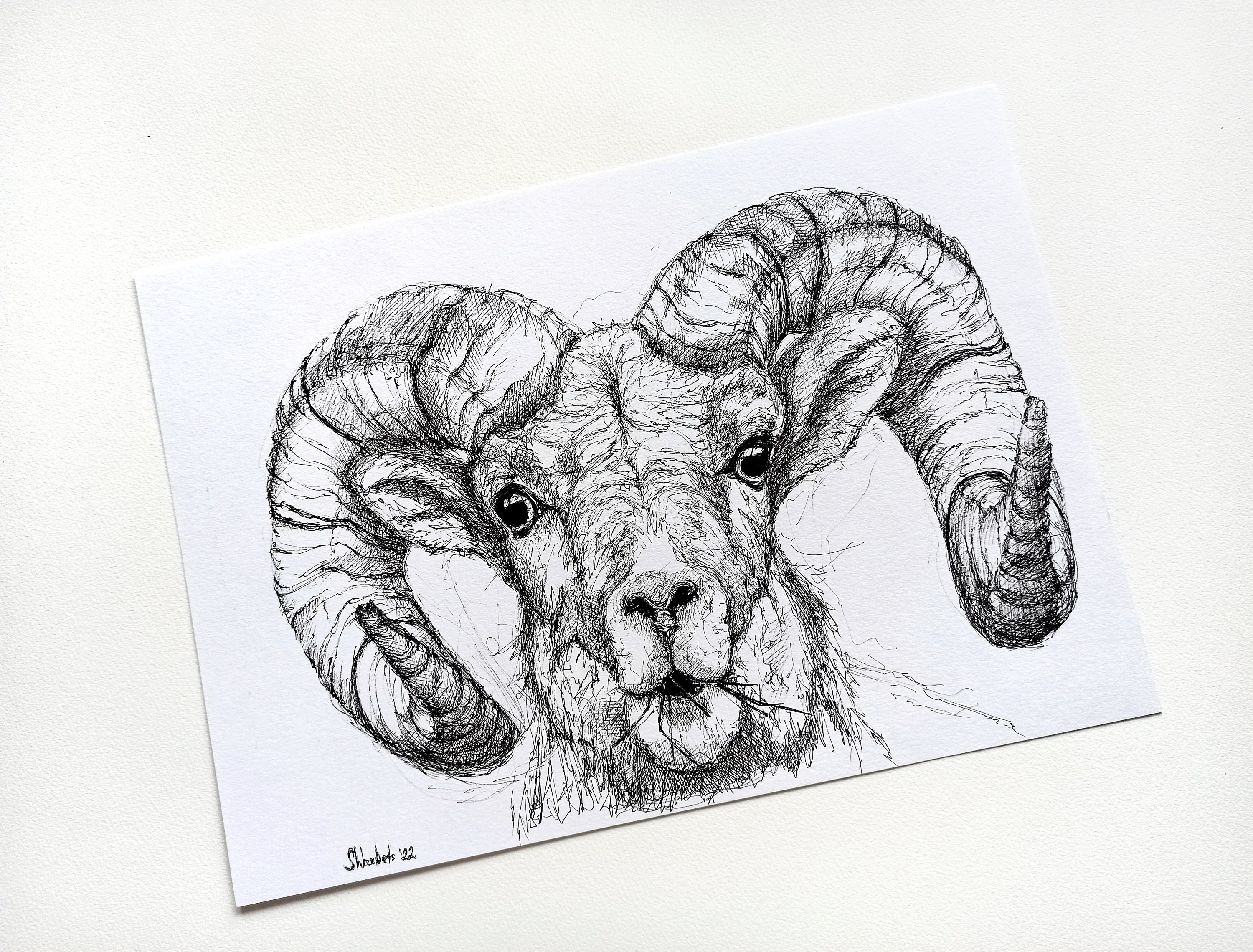 How To Draw A Bighorn Sheep Head