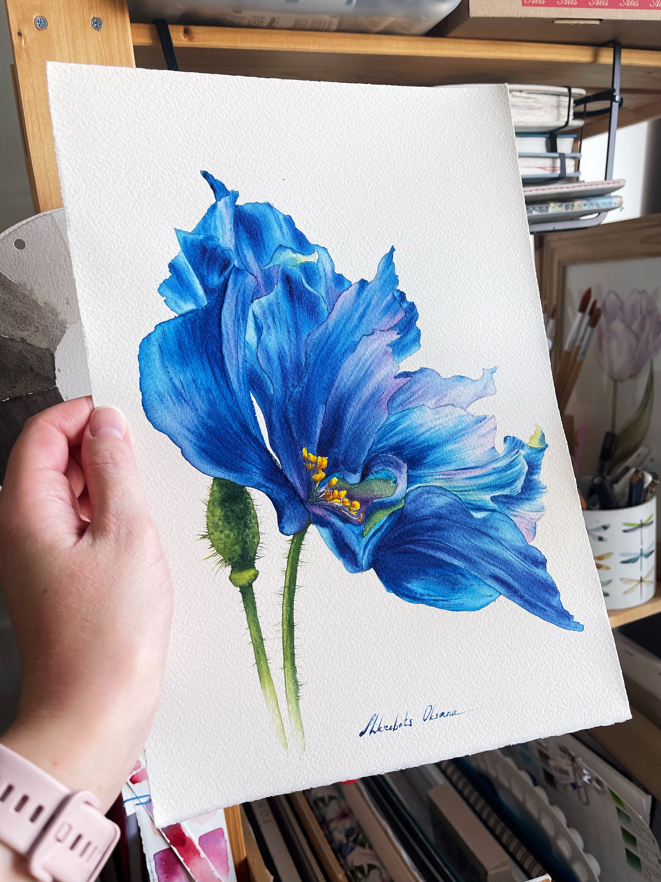 Himalayan Dark Blue Poppy, Original Watercolor Floral Painting ...