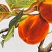 Rustic Persimmon Branch Watercolor Painting, Custom Original Realistic ...
