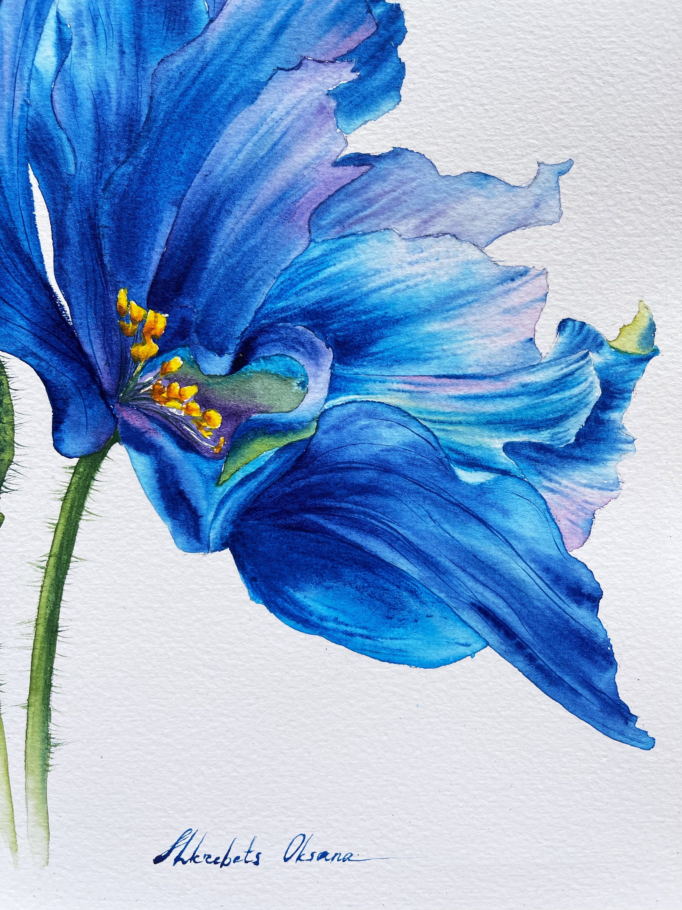 Himalayan Dark Blue Poppy, Original Watercolor Floral Painting ...