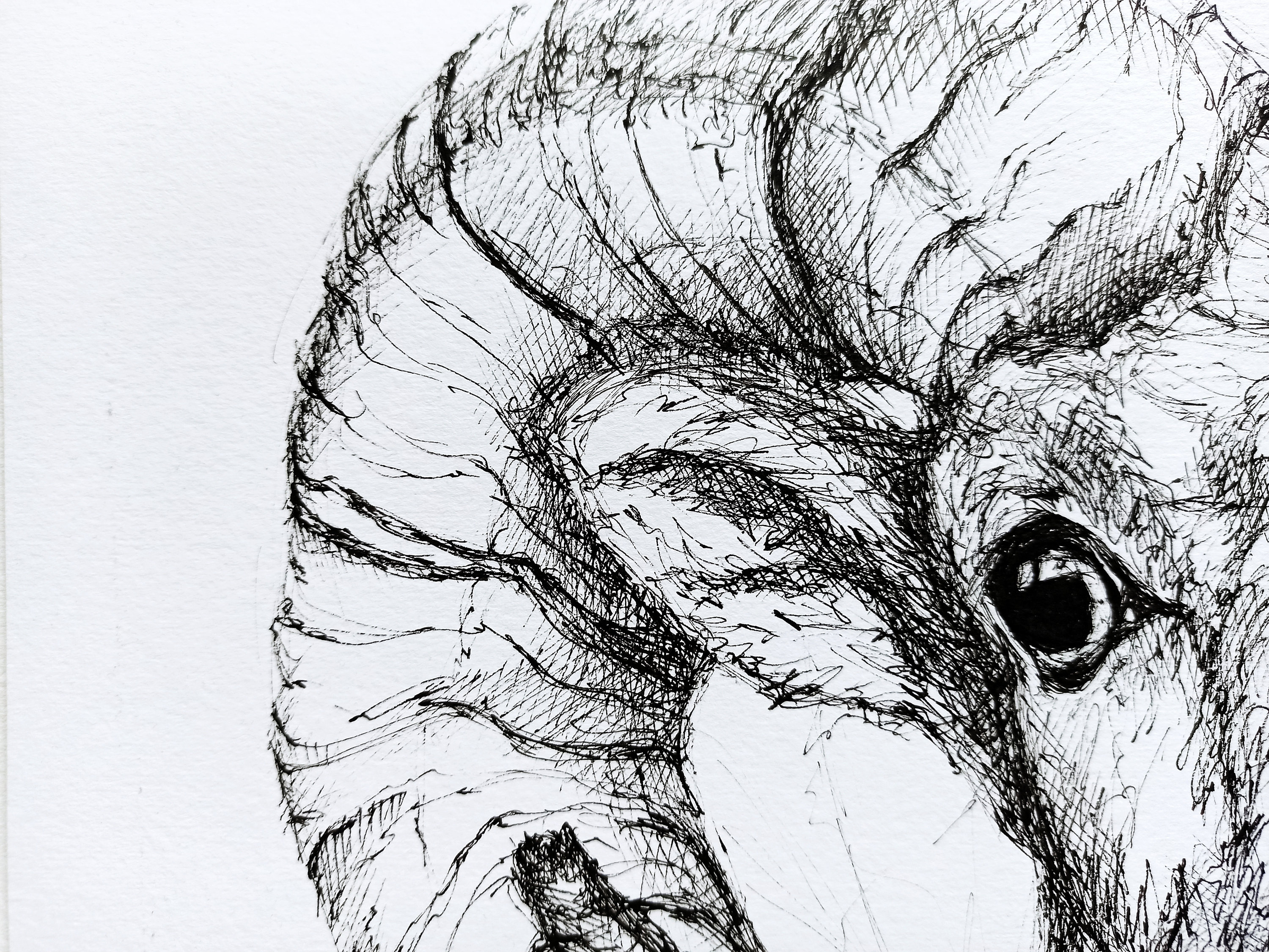 Original Line Art Animal Painting Hand Drawn Bighorn Sheep - Etsy